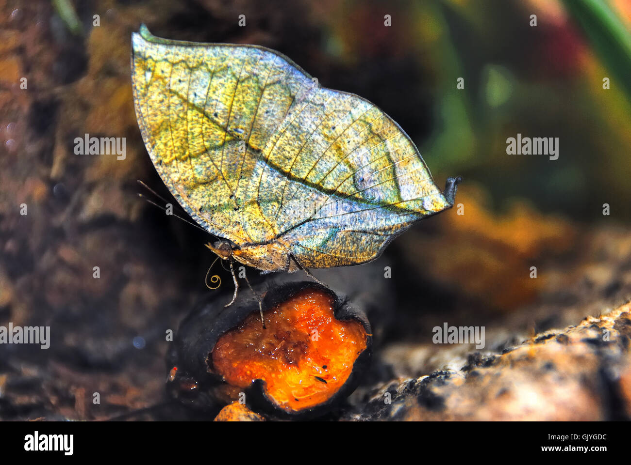 Indian house fly species hi-res stock photography and images - Alamy
