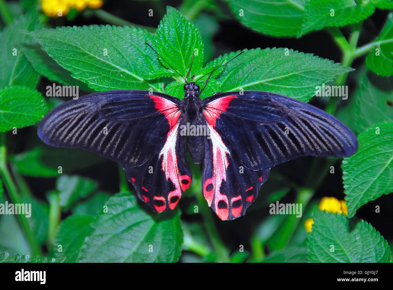 Butterflies of southern italy hi-res stock photography and images - Alamy