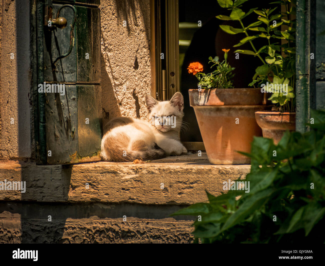 Sleepy light brown kitten sitting on a sunny window ledge Stock Photo ...