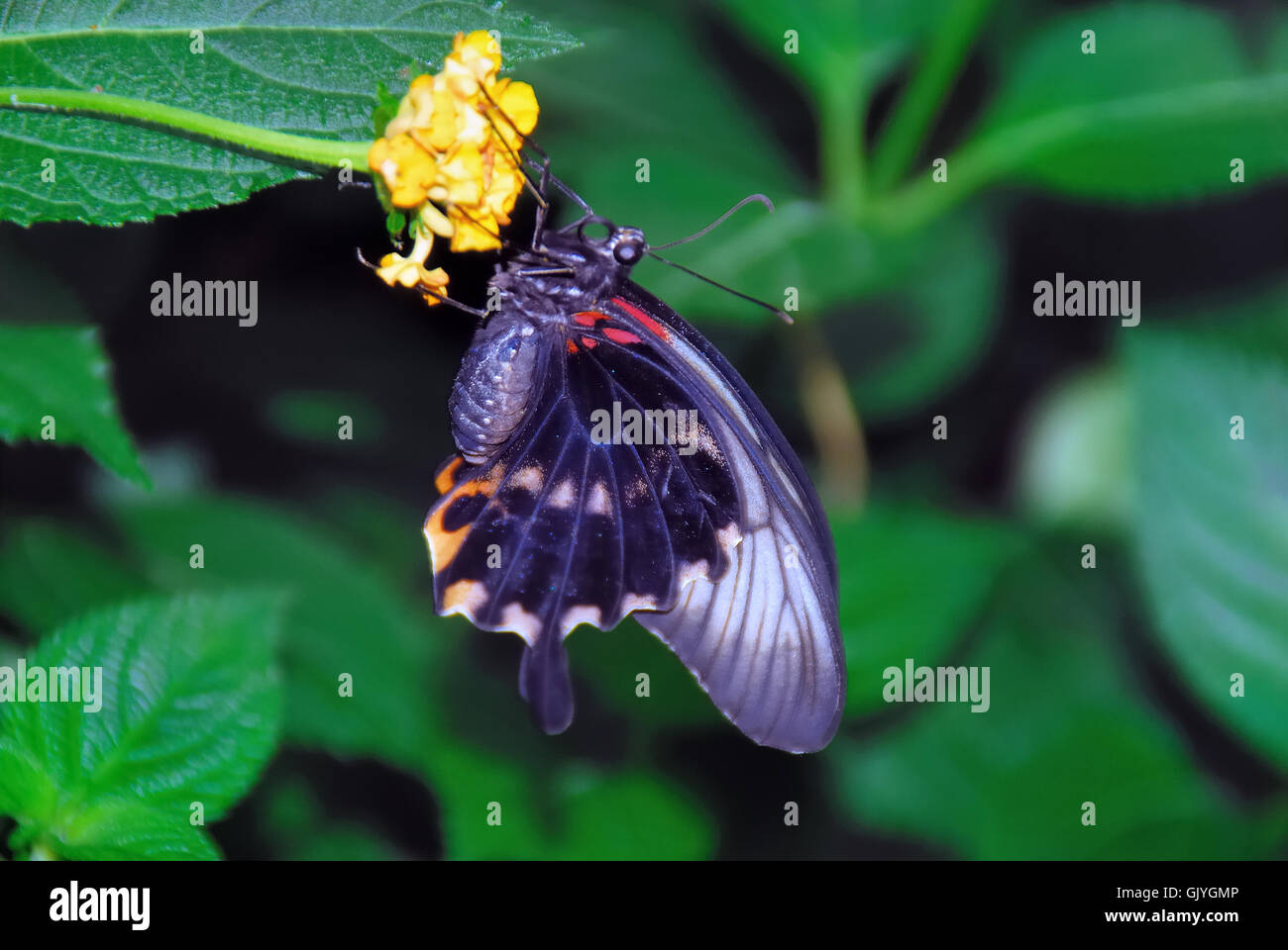 Butterflies of southern italy hi-res stock photography and images - Alamy