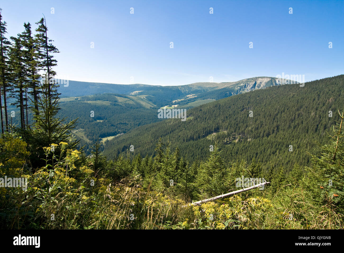 Czech forest hi-res stock photography and images - Alamy