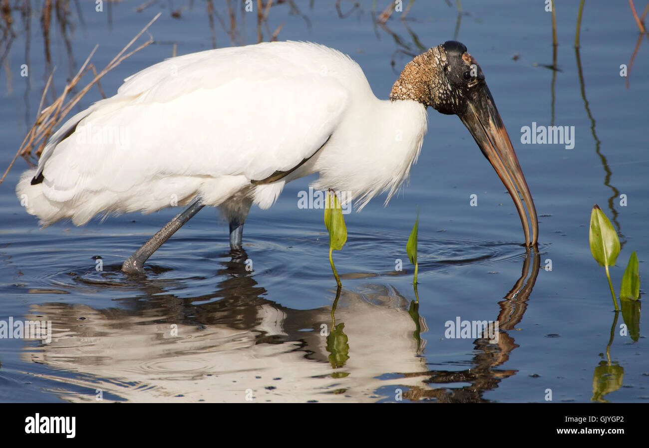 Spring bouncing bounces hi-res stock photography and images - Alamy