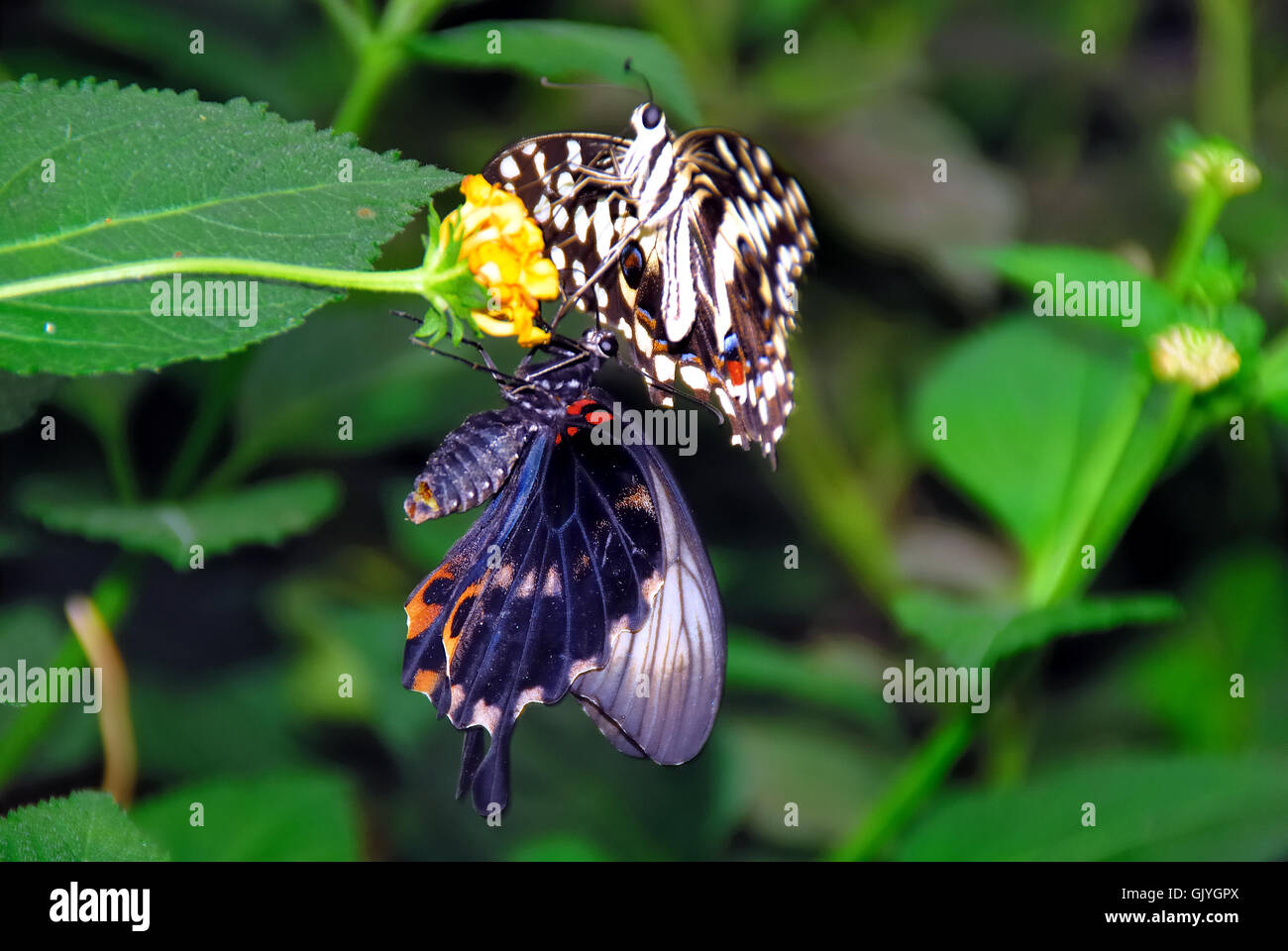 The Butterfly Arc is the first butterfly house to be built in Italy ...