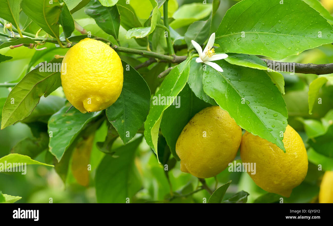 leaf tree water Stock Photo - Alamy
