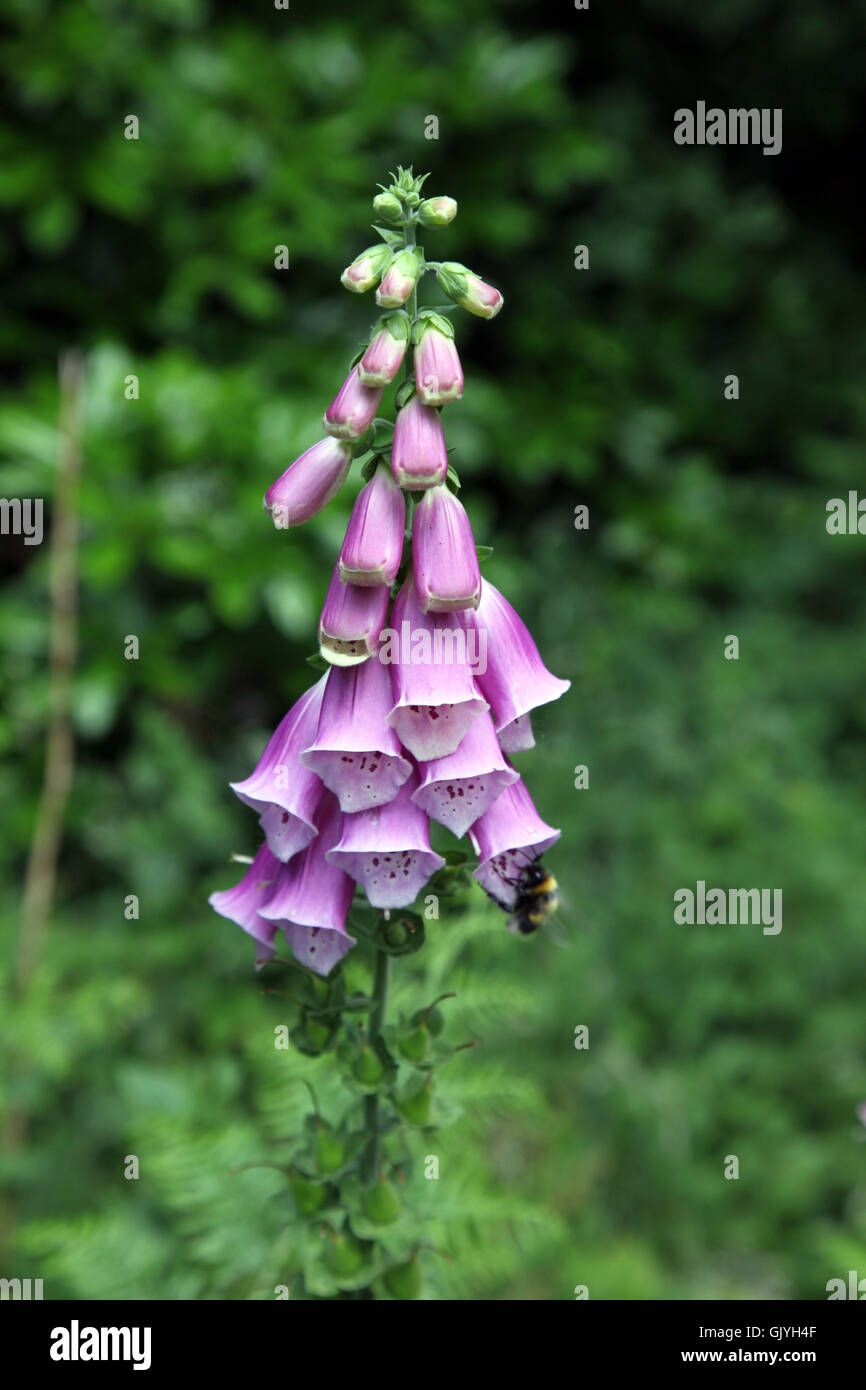 Tall and attractive plant hi-res stock photography and images - Alamy