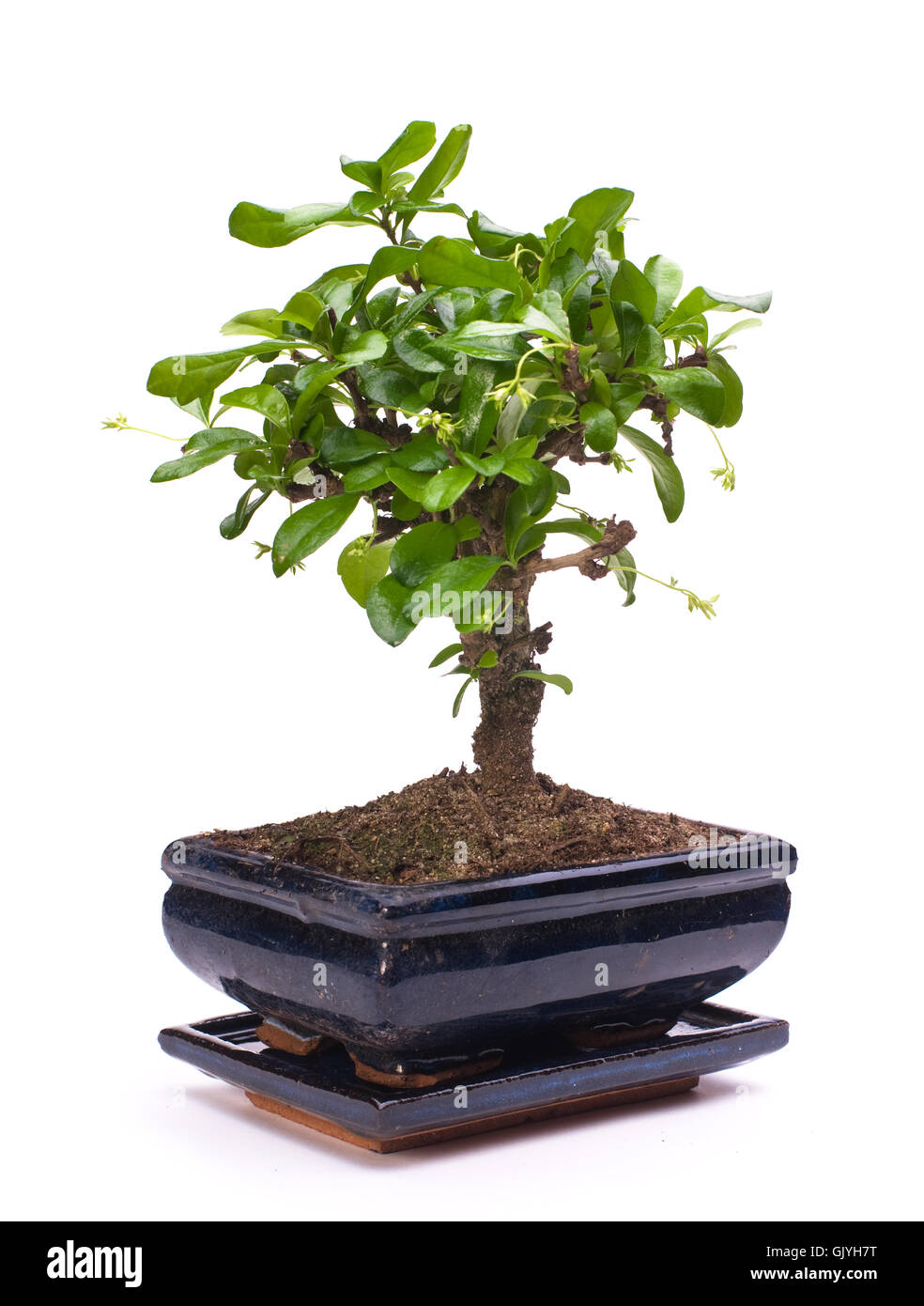 Blank tree Cut Out Stock Images & Pictures - Alamy