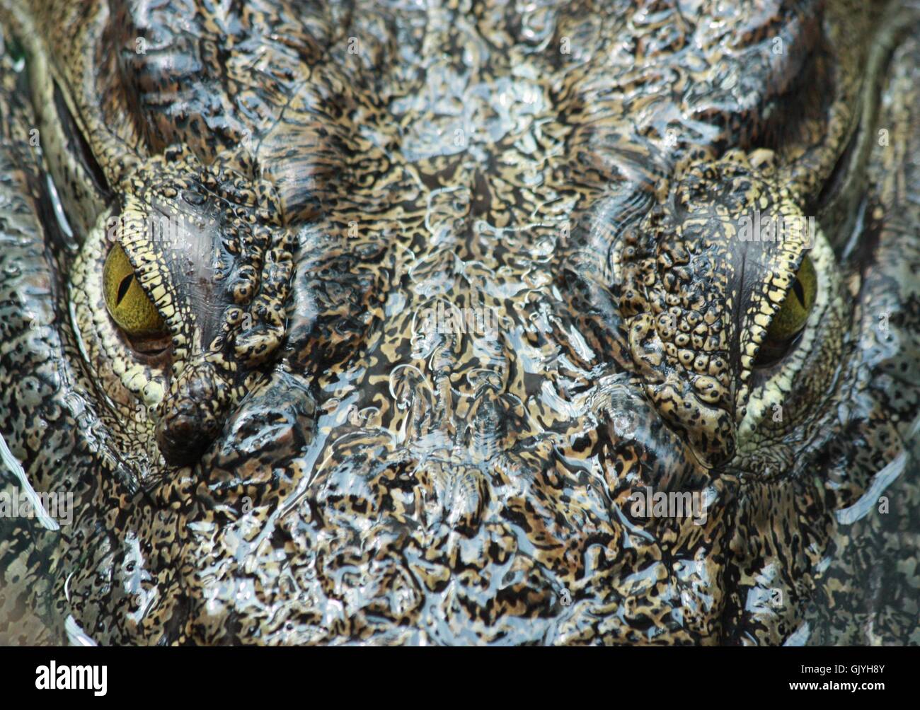 Crocodile eye hi-res stock photography and images - Alamy