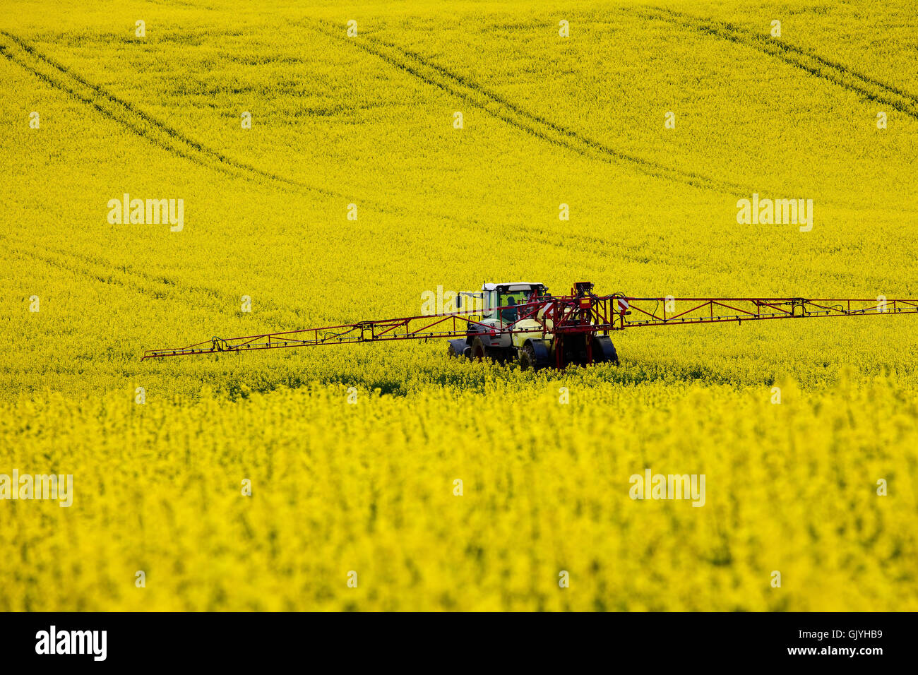 tractor in canola field Stock Photo - Alamy