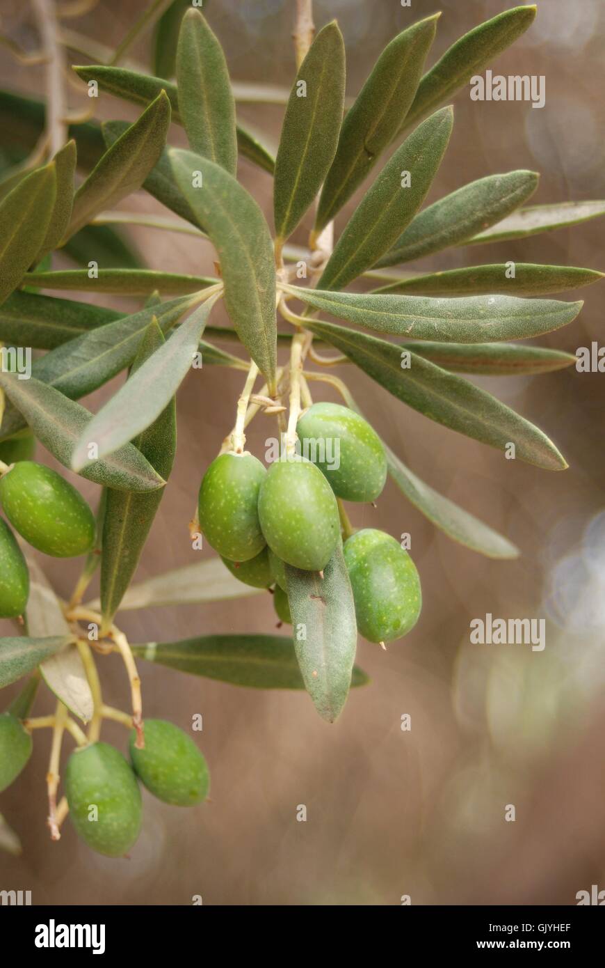 Olive trees middle east hi-res stock photography and images - Alamy