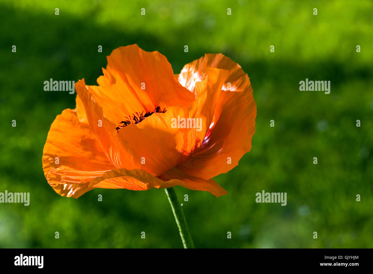 big orange - poppy Stock Photo - Alamy