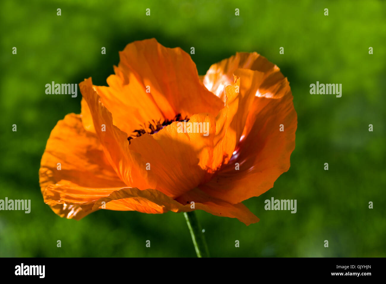 Big poppy hi-res stock photography and images - Alamy