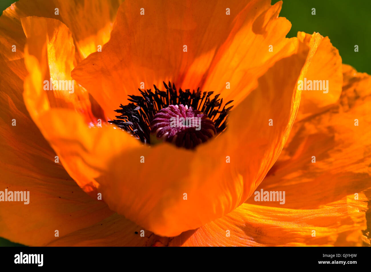 big orange - poppy Stock Photo - Alamy
