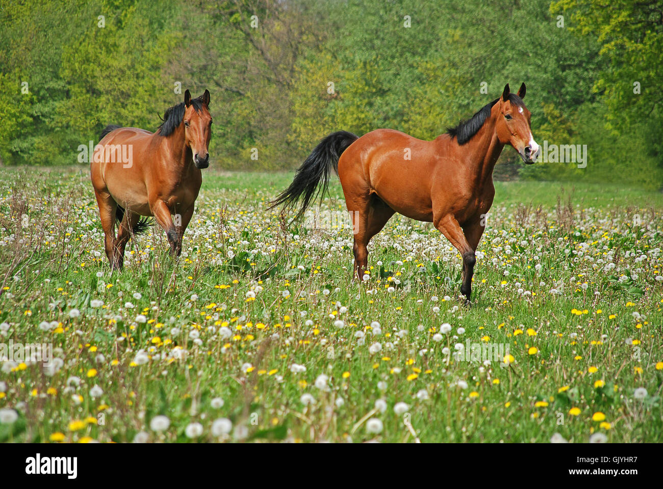Paddock horse hi-res stock photography and images - Alamy