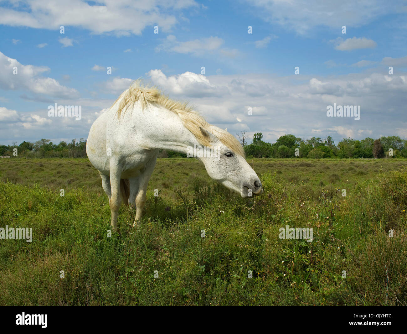 Animal devour hi-res stock photography and images - Alamy