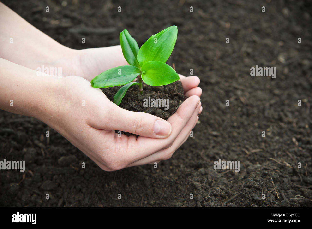garden compost growth Stock Photo - Alamy