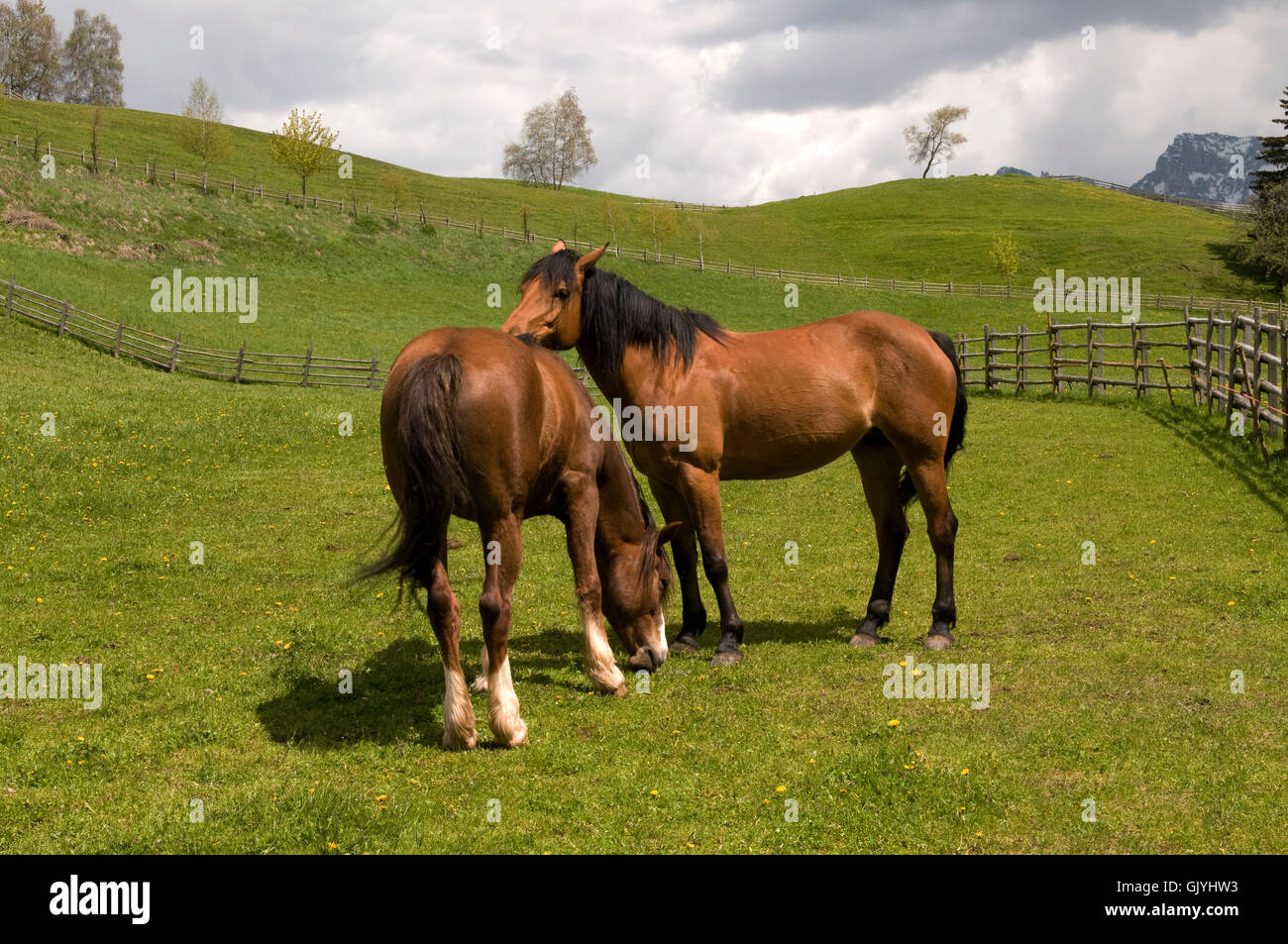horse animals alp Stock Photo - Alamy