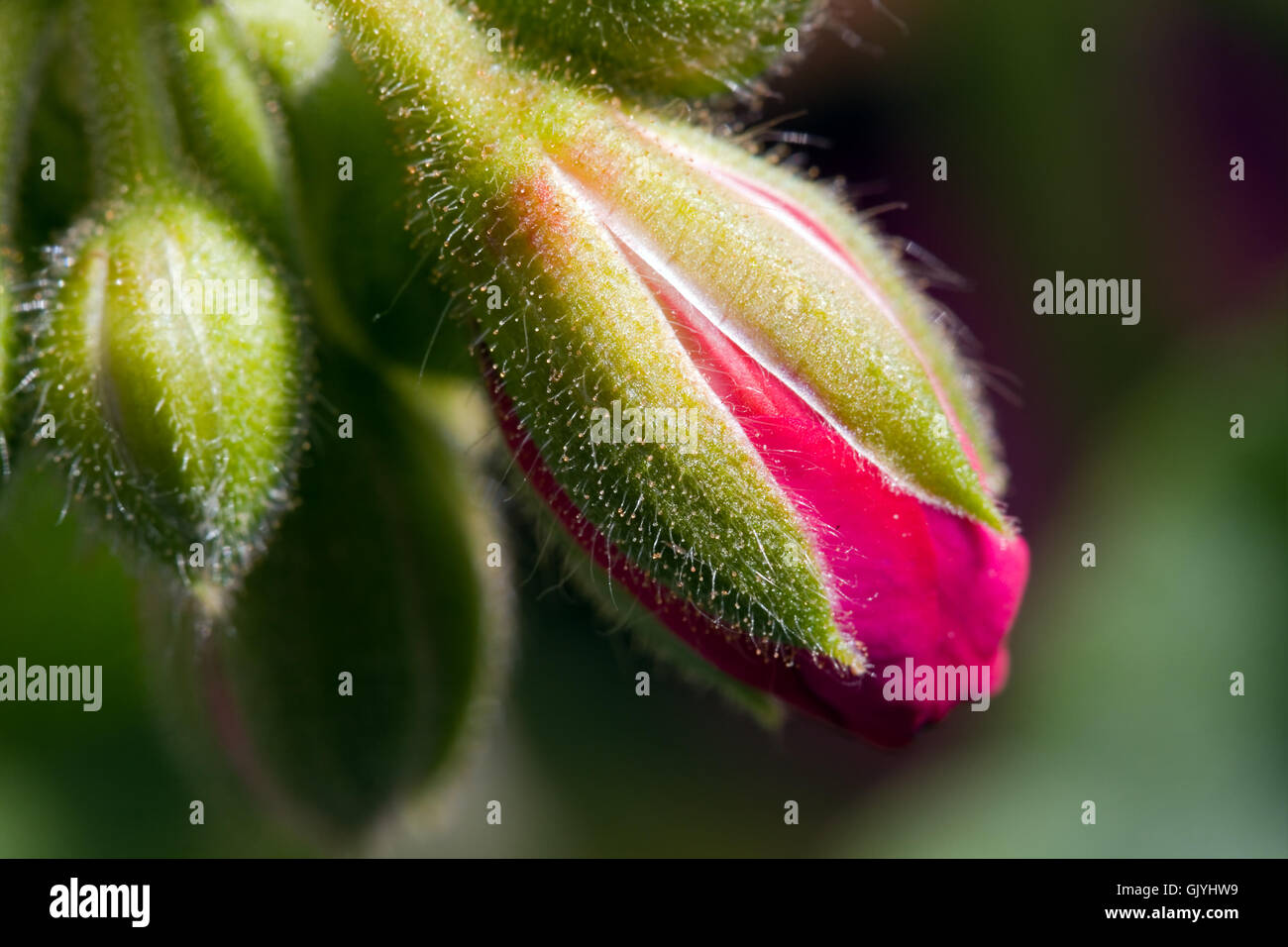 flower plant carnation Stock Photo - Alamy
