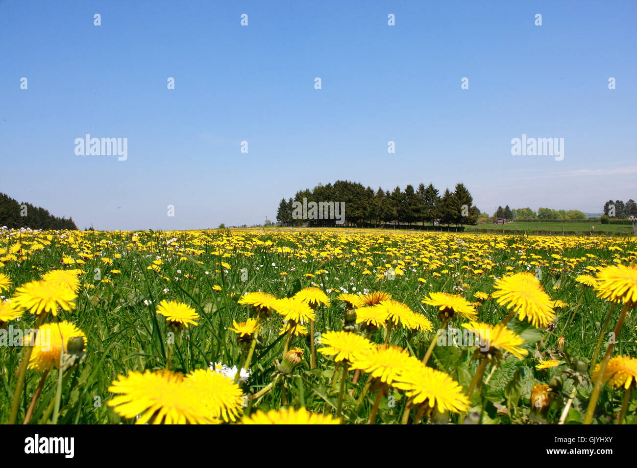 tree flower plant Stock Photo - Alamy