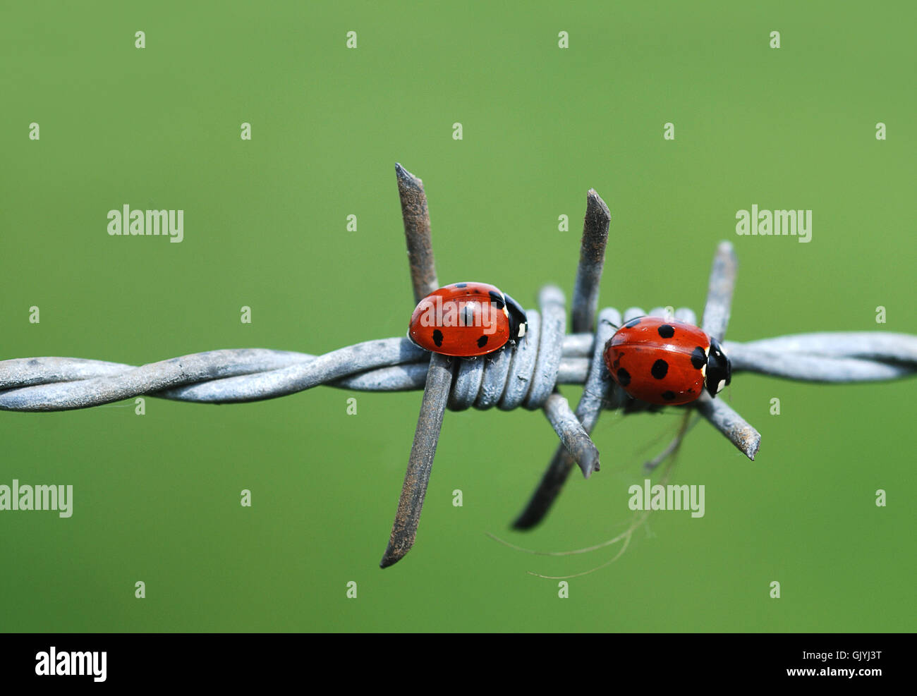 beetle wire barbed wire Stock Photo - Alamy