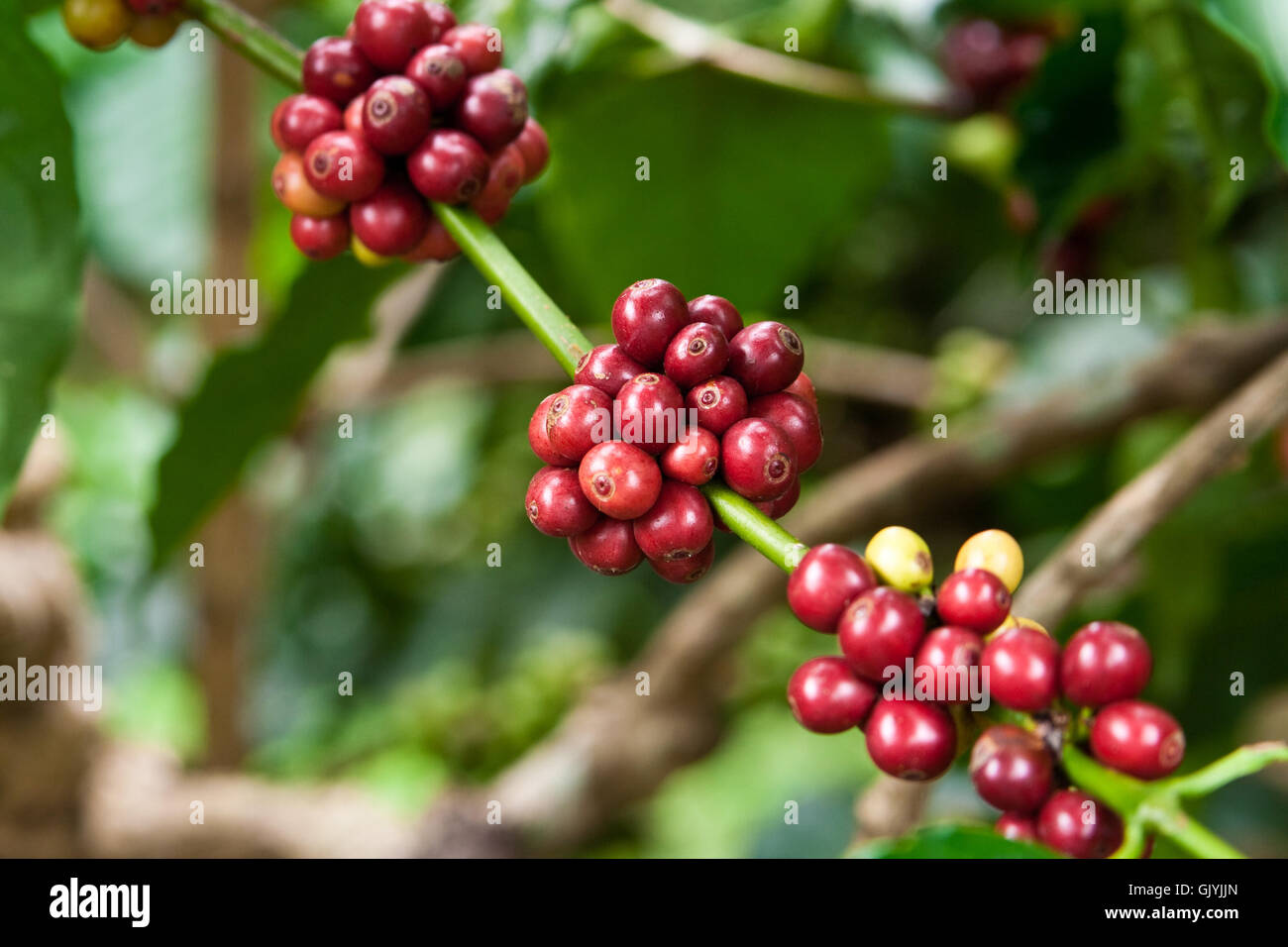 Robusta coffee tree coffea canephora hi-res stock photography and ...