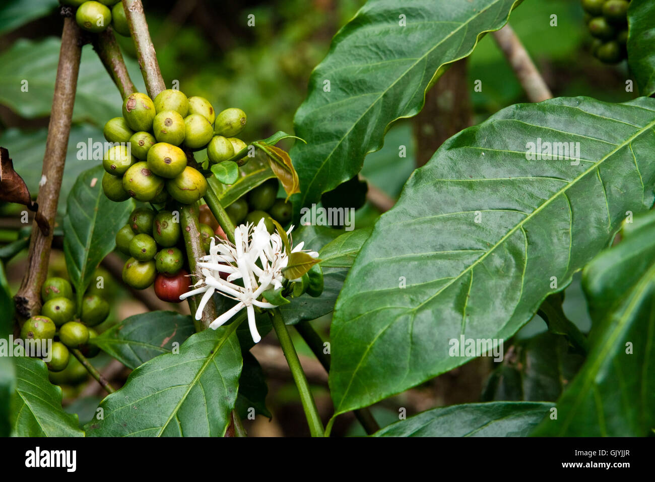 Coffee bean tree hi-res stock photography and images - Alamy