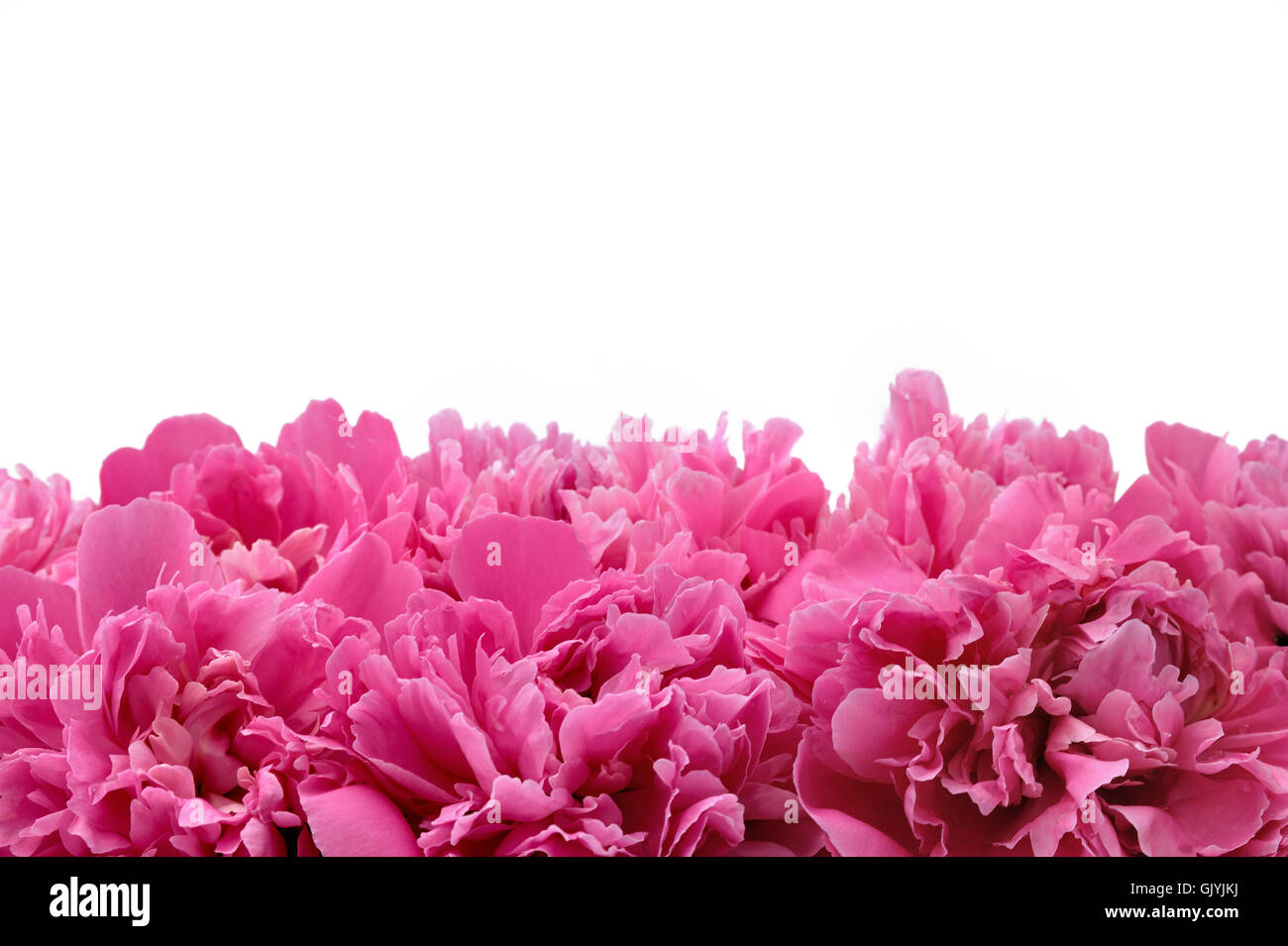 isolated flower plant Stock Photo - Alamy