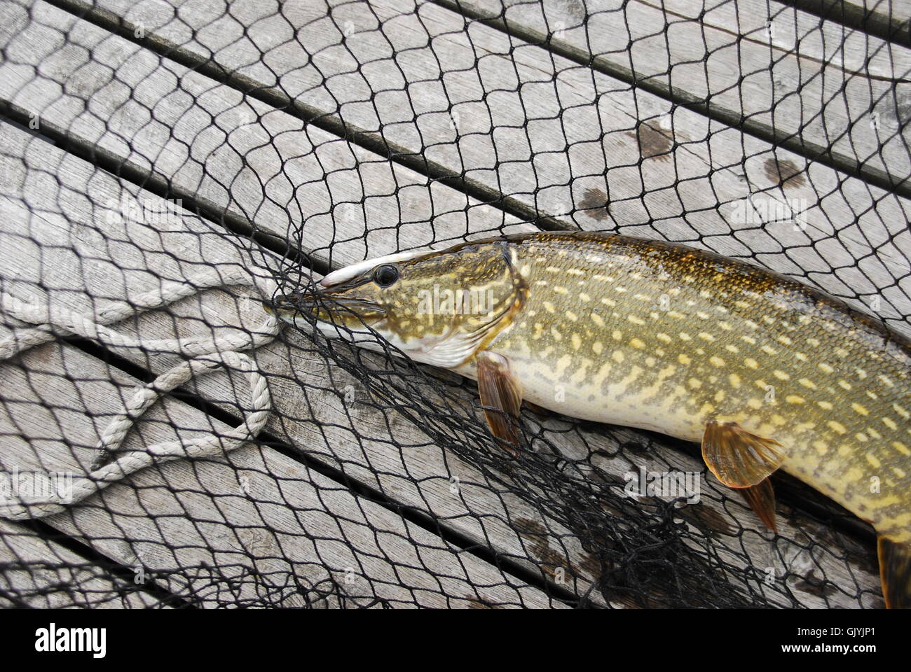 Pickerel fish hi-res stock photography and images - Alamy