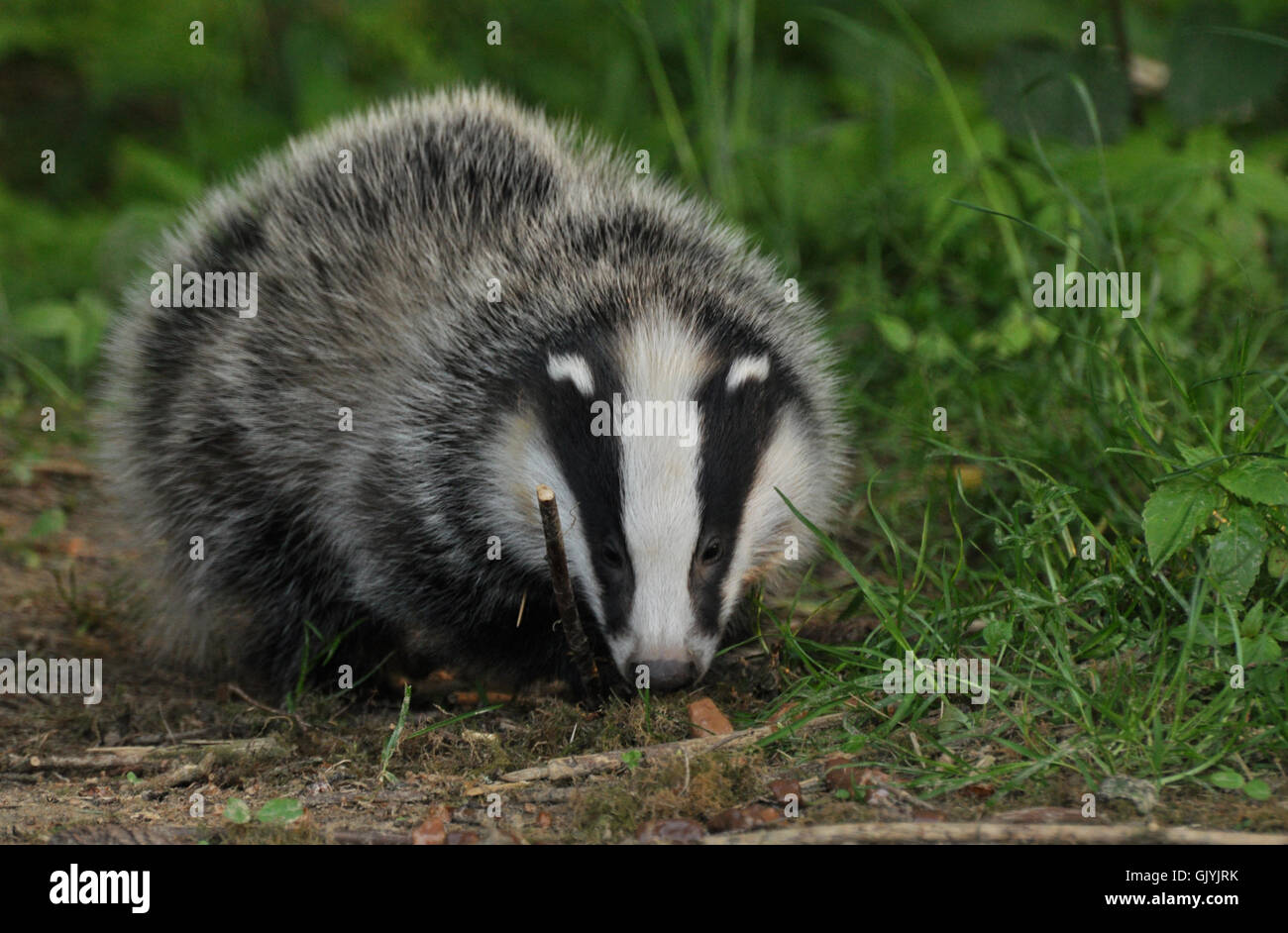 Badgers Playing High Resolution Stock Photography and Images - Alamy