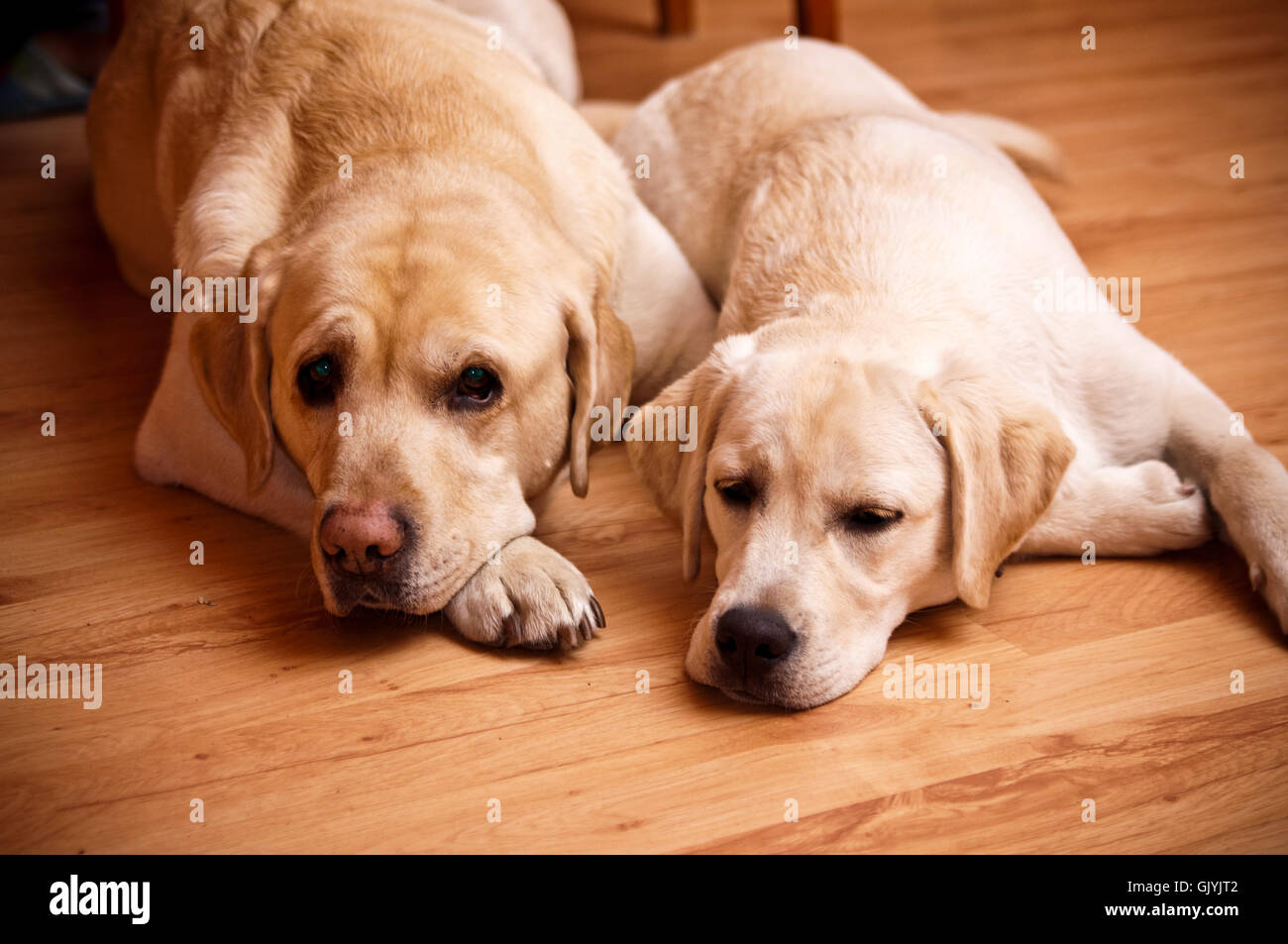 Cute Labradors High Resolution Stock Photography and Images - Alamy