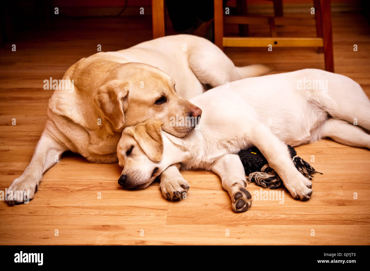 animal mammal fur Stock Photo - Alamy