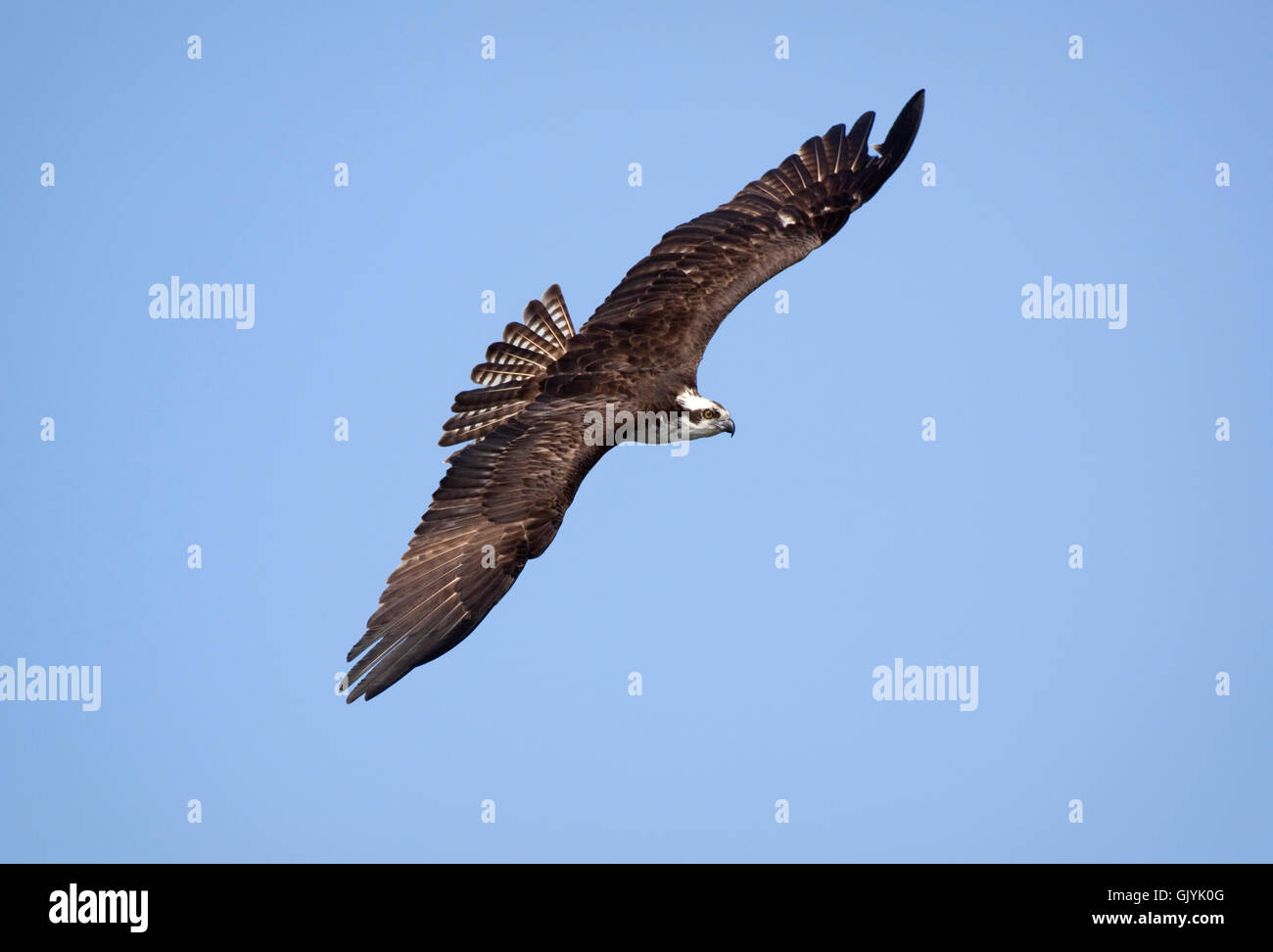bird falcon raptor Stock Photo - Alamy