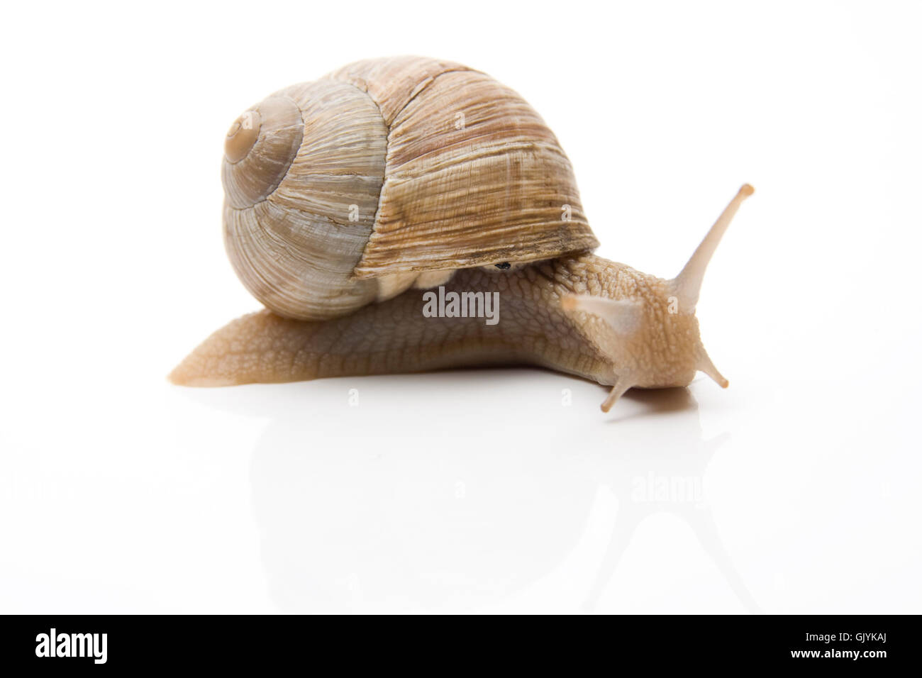 Slug detail hi-res stock photography and images - Alamy