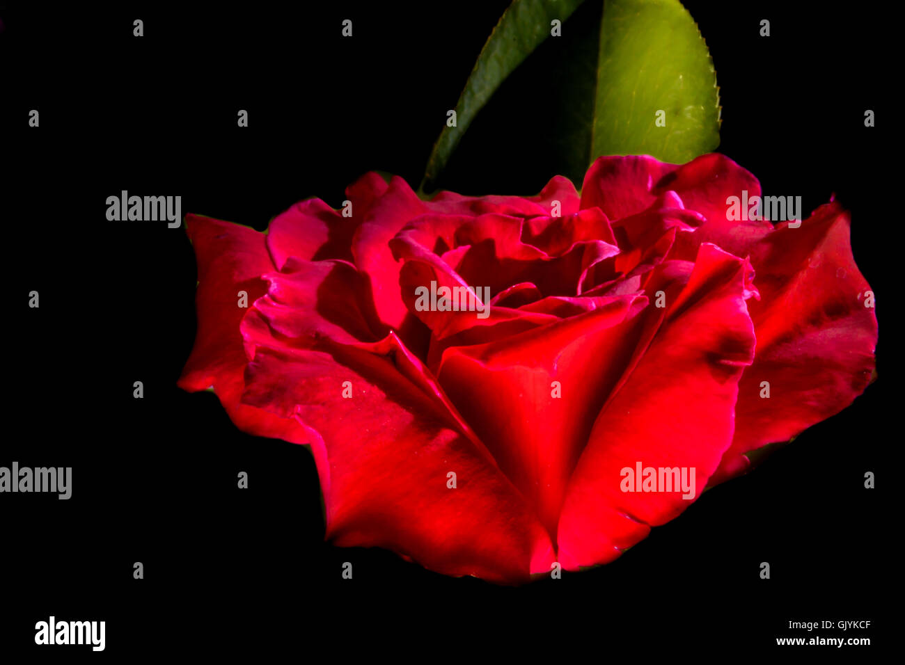 Single Red Rose on Black Background Stock Photo - Alamy
