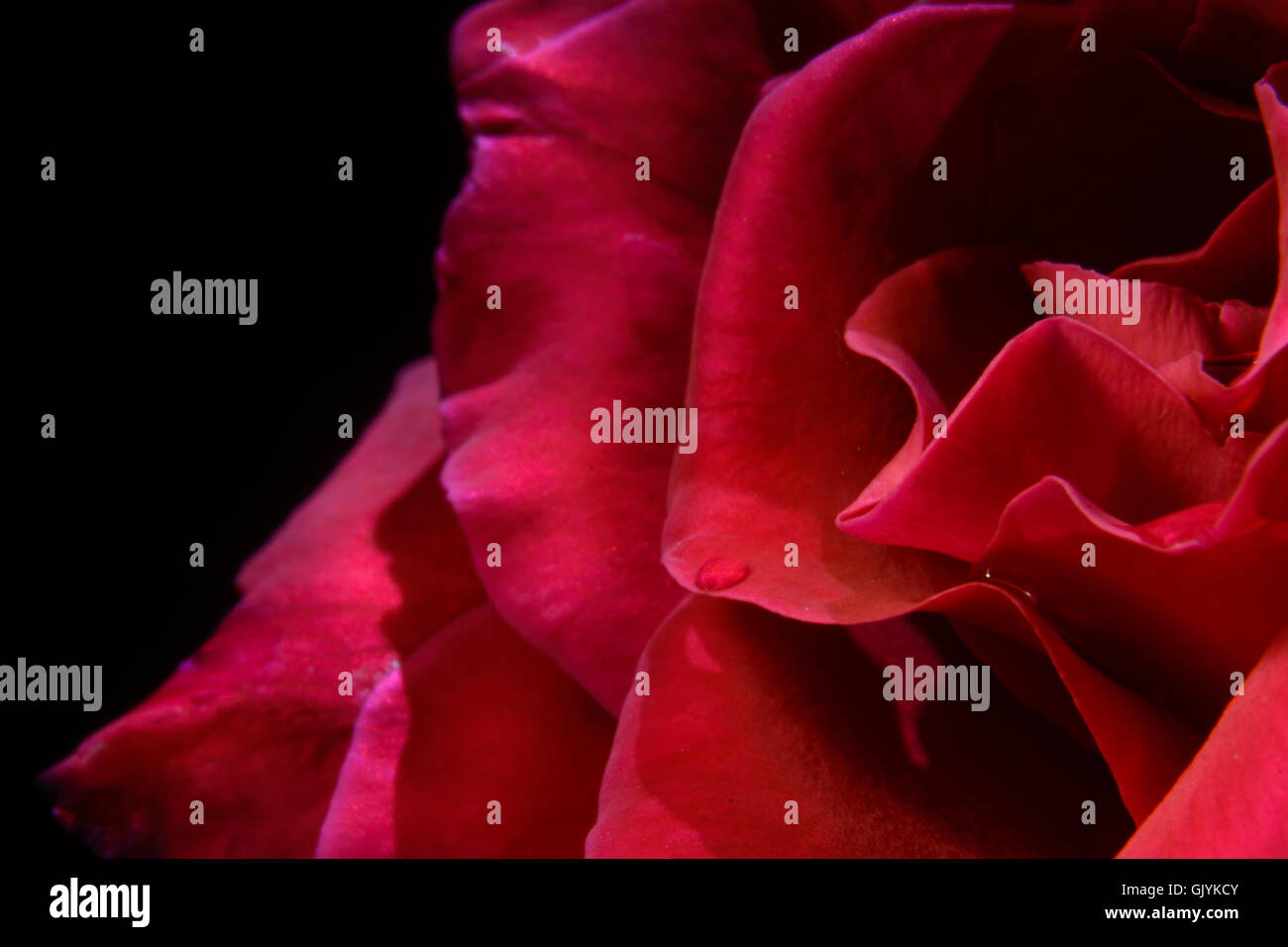 Single Red Rose on Black Background closeup Stock Photo - Alamy