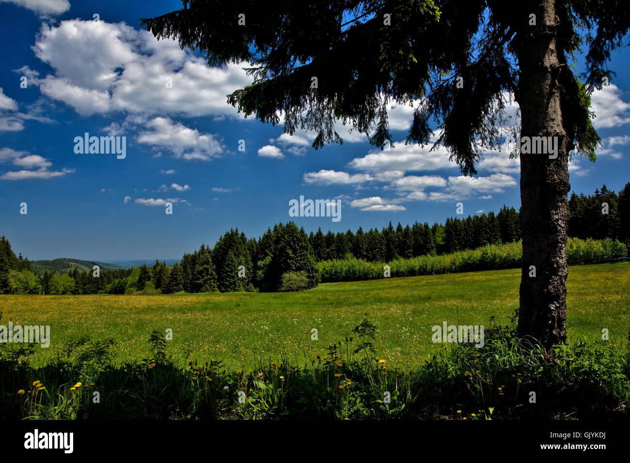 mountain meadow Stock Photo - Alamy