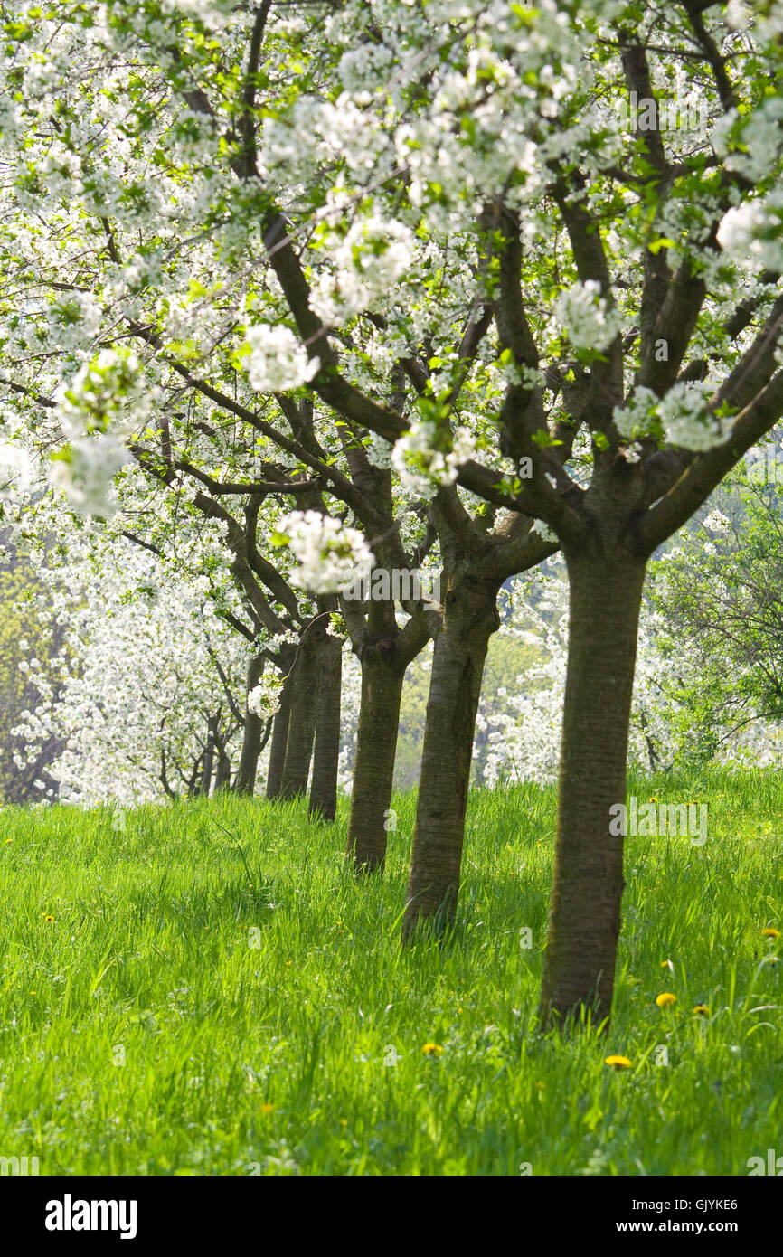 tree bloom blossom Stock Photo - Alamy