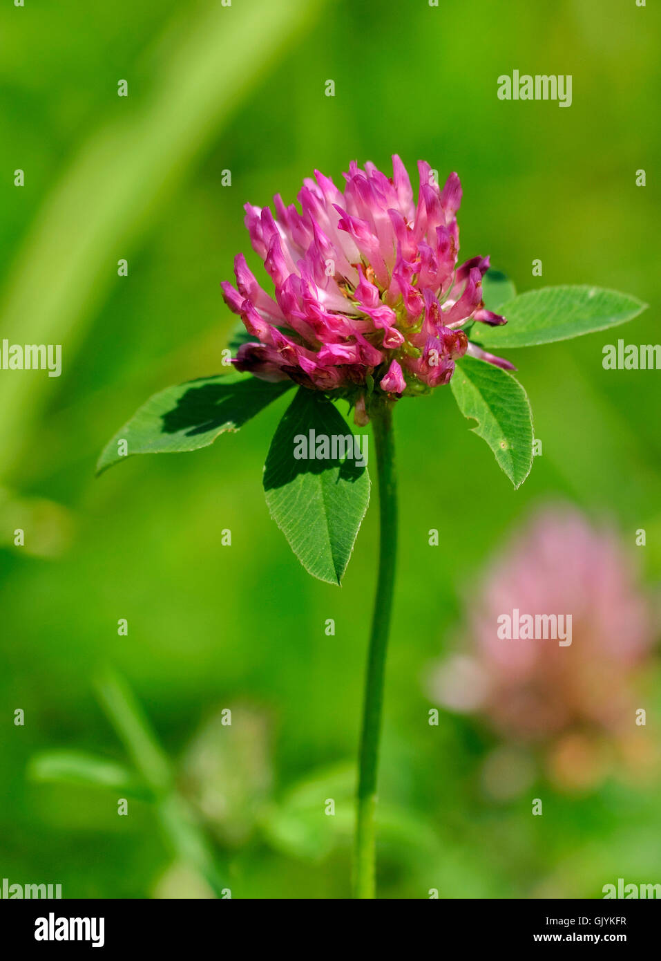 Clover flora hi-res stock photography and images - Alamy