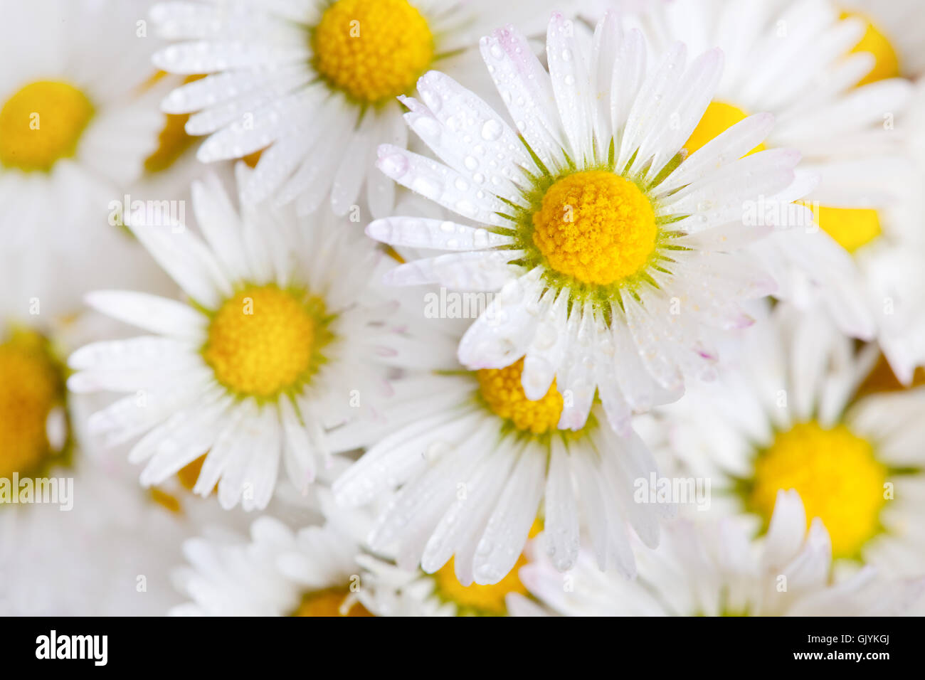 daisy with dew drops Stock Photo - Alamy