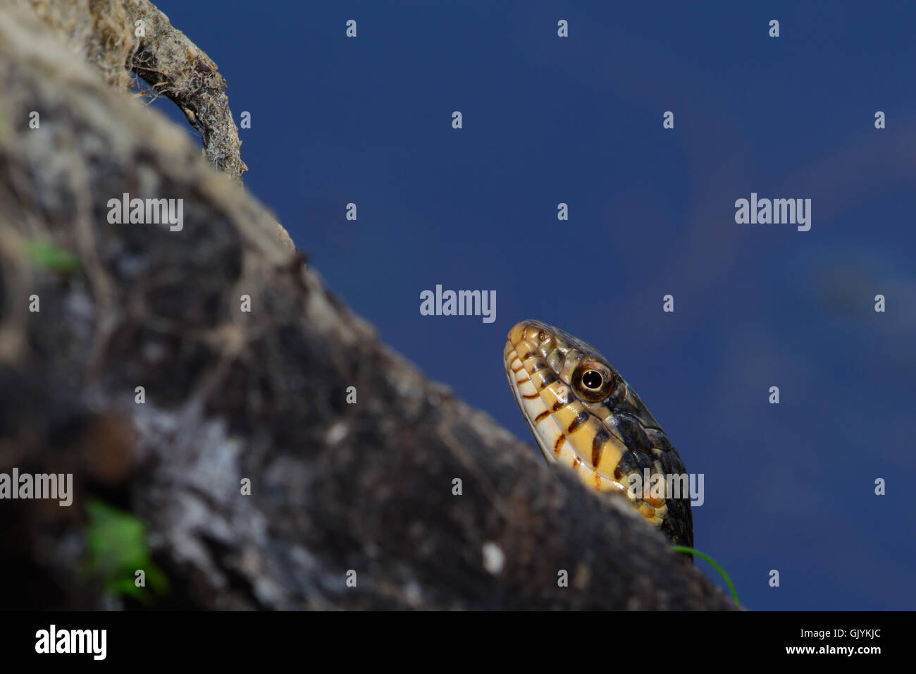 Brown And Yellow Snake High Resolution Stock Photography and Images - Alamy