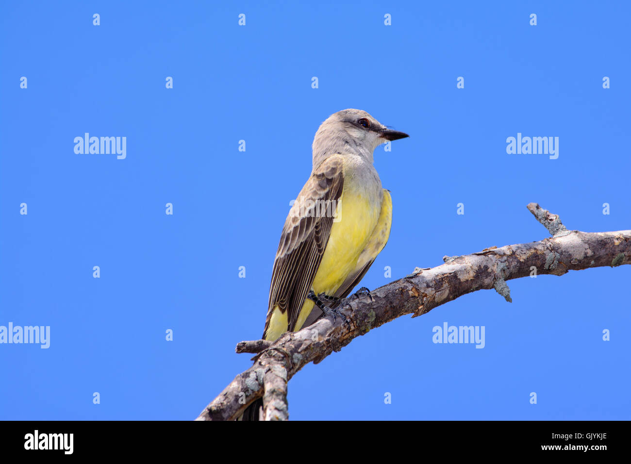 Western Kingbird (Tyrannus verticalis) on a branch with clear blue sky ...
