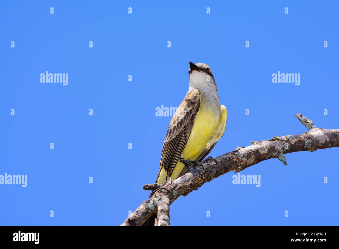 North american kingbird hi-res stock photography and images - Alamy