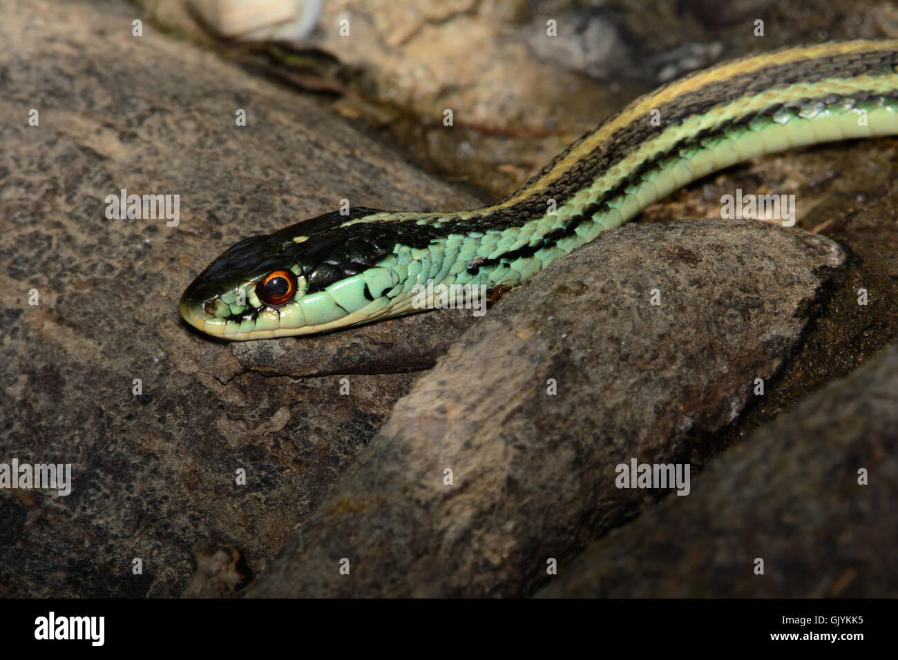 Black Snake With Green Stripes
