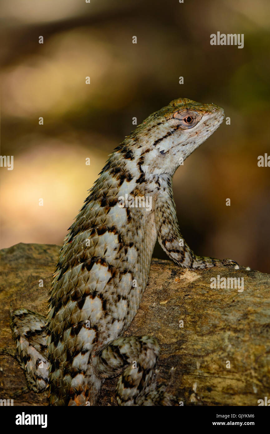 Texas Spiny Lizard - Sceloporus olivaceus standing on log Stock Photo ...