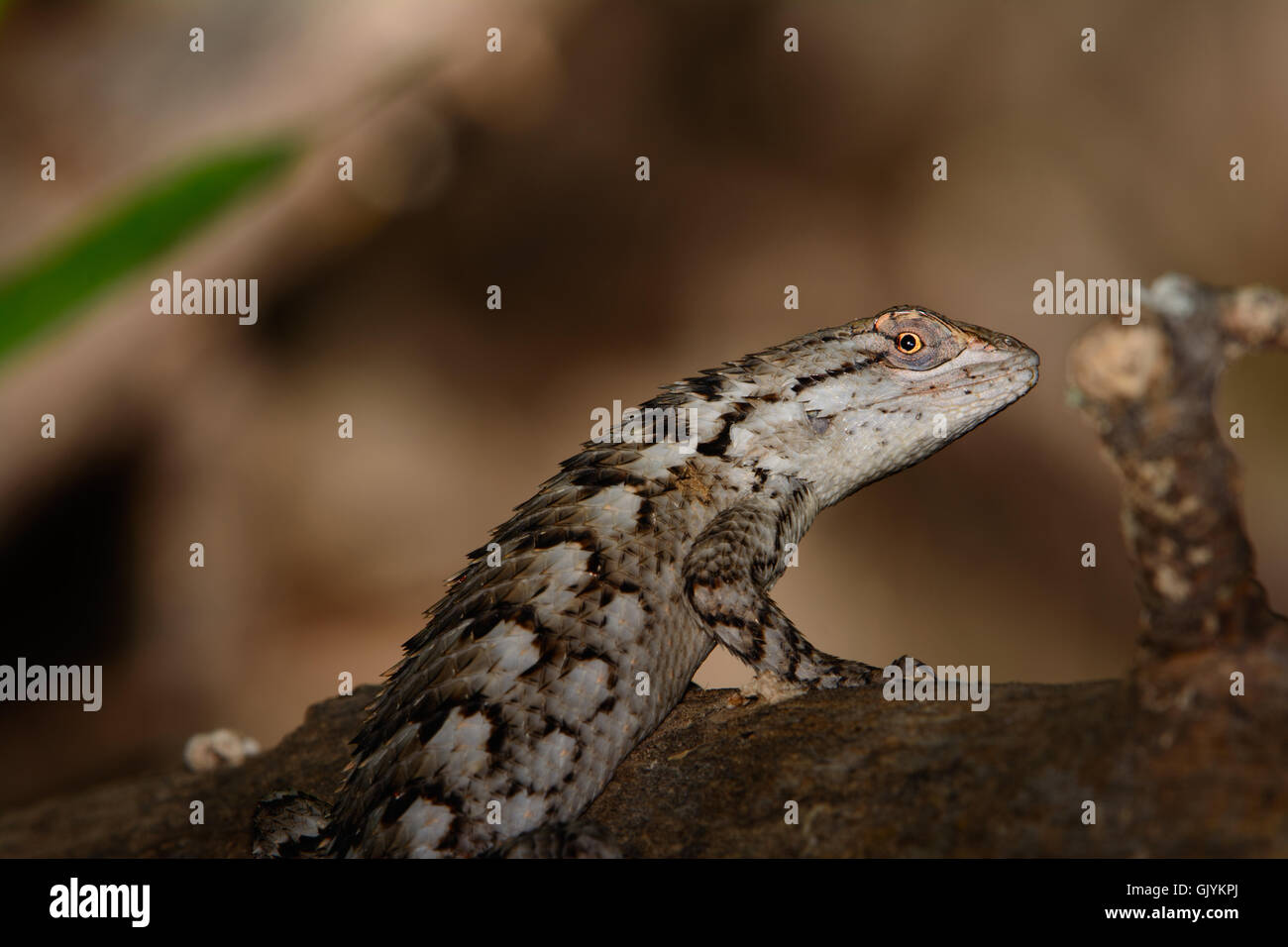 Sceloporus olivaceus reptile hi-res stock photography and images - Alamy