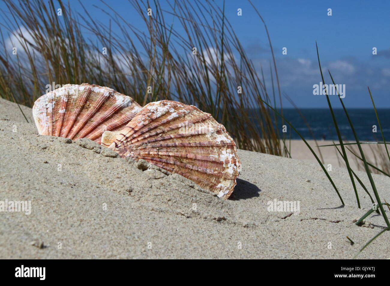 Salt water shells hi-res stock photography and images - Alamy