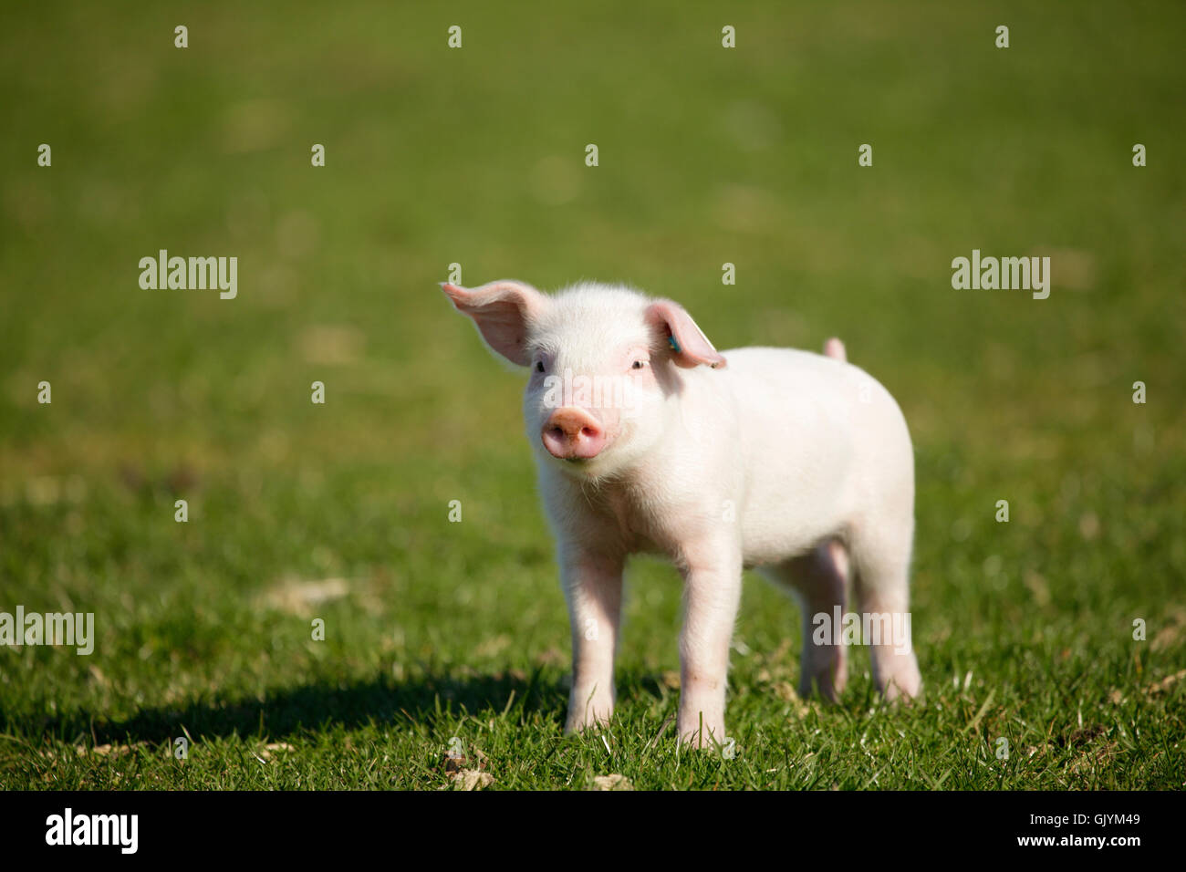 Piglets hi-res stock photography and images - Alamy
