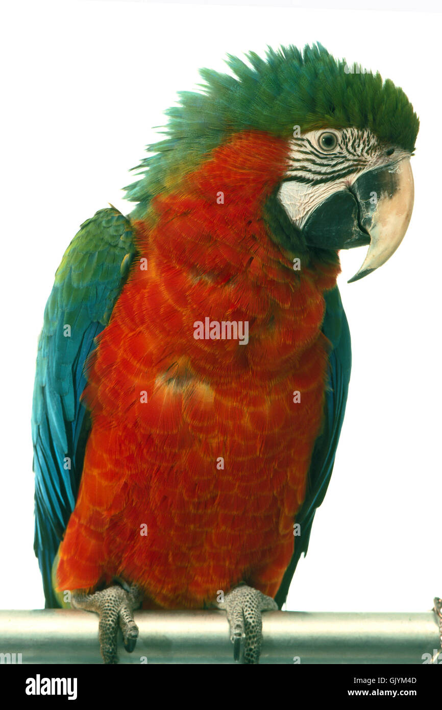 parrot coloured colourful Stock Photo - Alamy