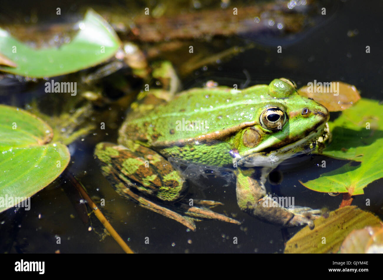 animal amphibian frog Stock Photo - Alamy
