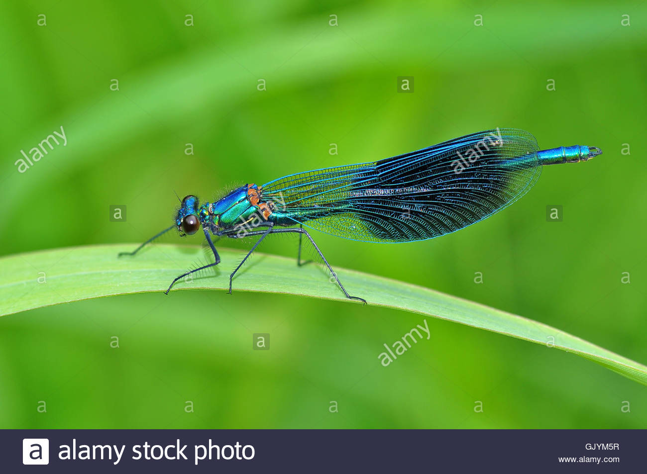 Dragonflies Insects High Resolution Stock Photography and Images - Alamy