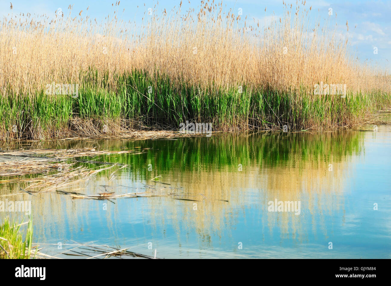 reed water level coast Stock Photo - Alamy